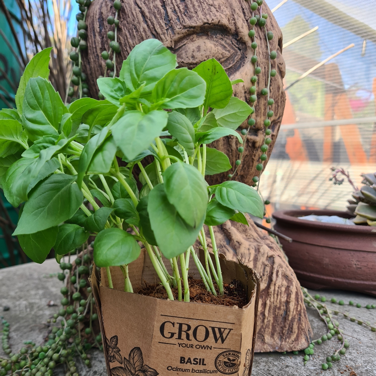 Grow Basil from Woolworths - Vegan Product Reviews & Ratings | abillion