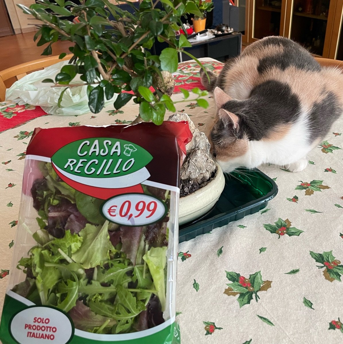 insalata from casa regillo - Vegan Product Reviews & Ratings | abillion