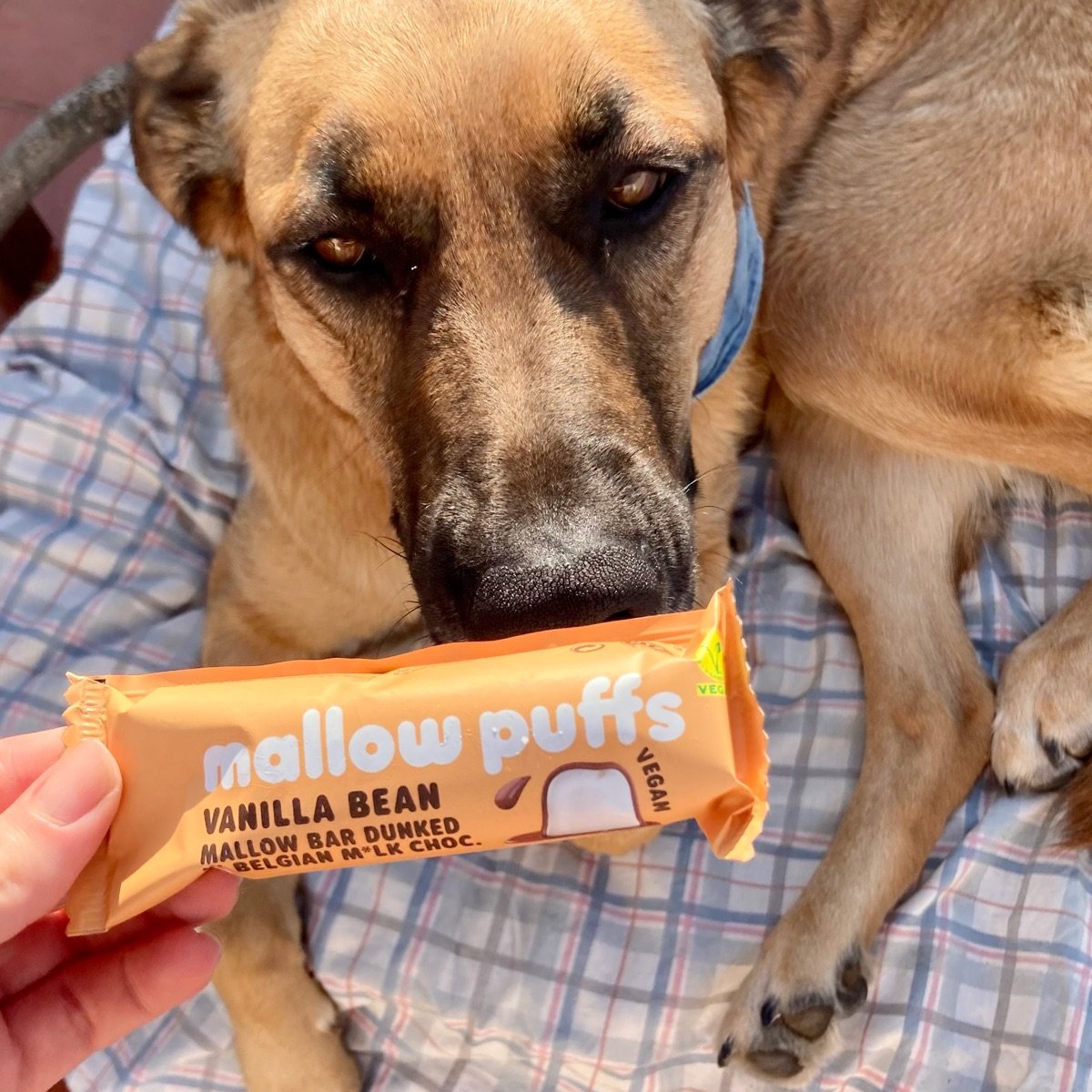 Vanilla Bean Mallows in Dark Chocolate from Mallow puffs - Vegan ...