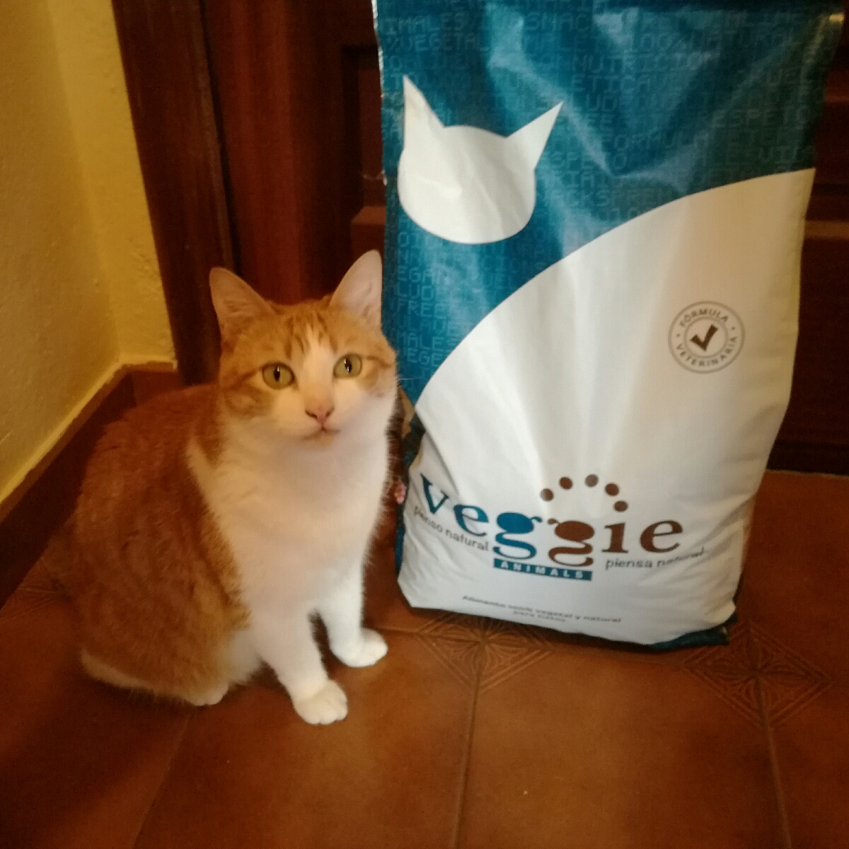 VeggieAnimals PLUS - Gatos adultos from VeggieAnimals - Vegan Product ...