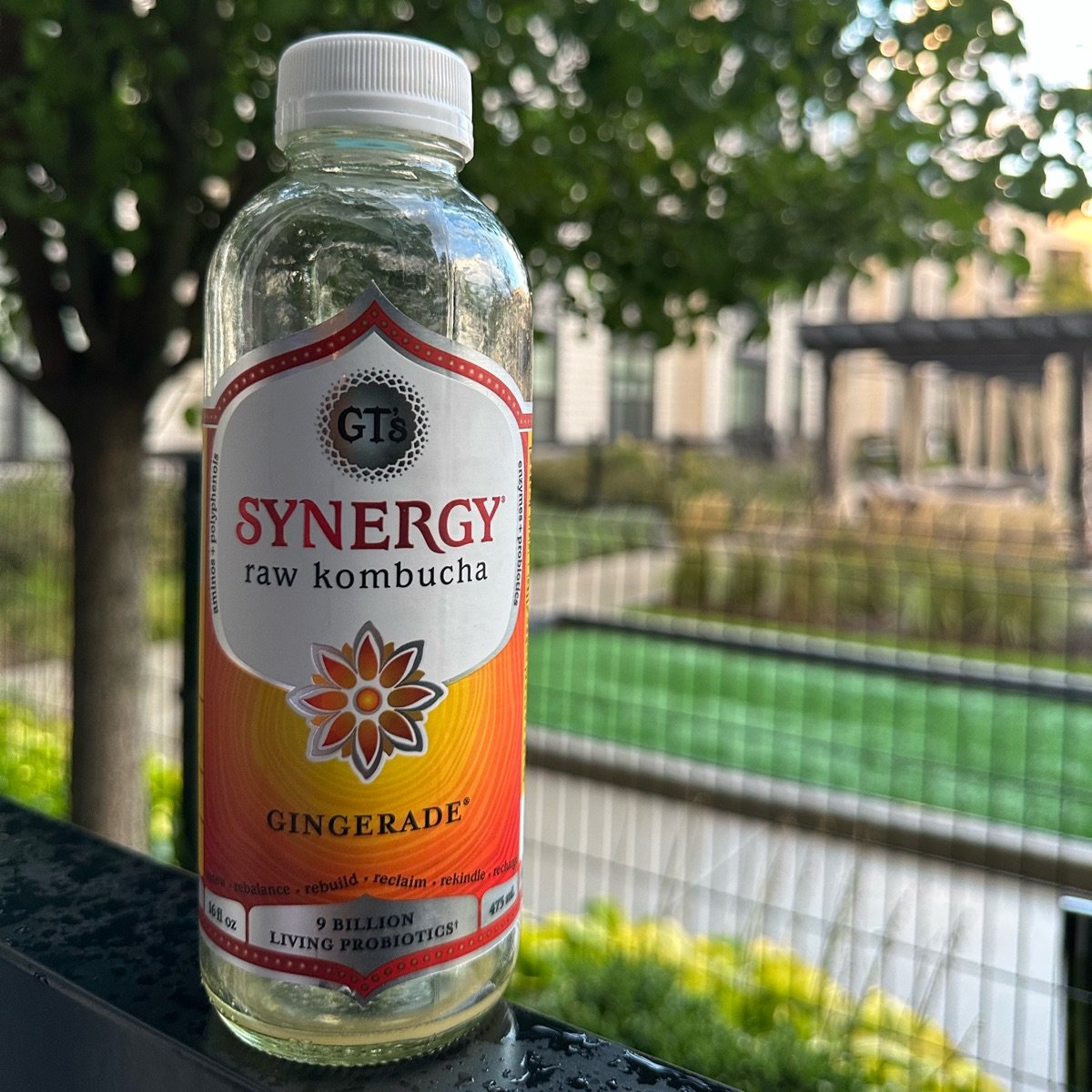 Synergy Raw Kombucha Gingerade from GT’s Living Foods - Vegan Product ...