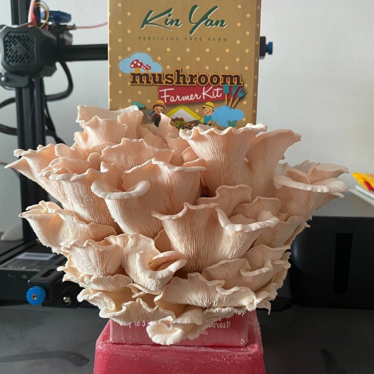 Mushroom growth kit from Kin Yan - Vegan Product Reviews & Ratings ...