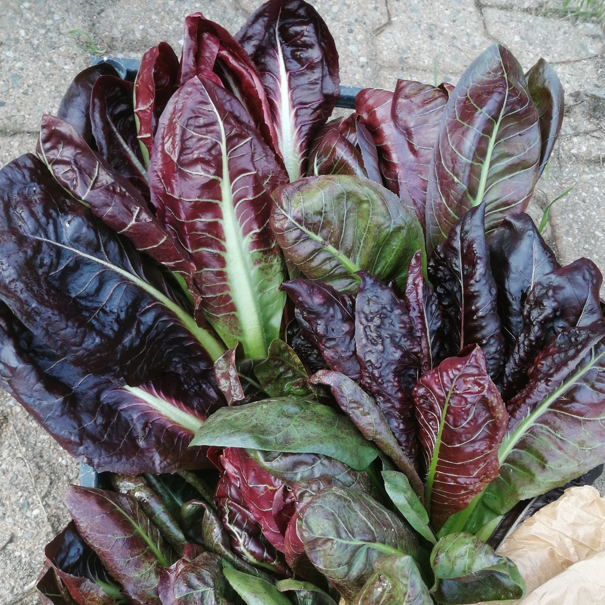 radicchio trevisano from l'orto di Pietro - Vegan Product Reviews ...