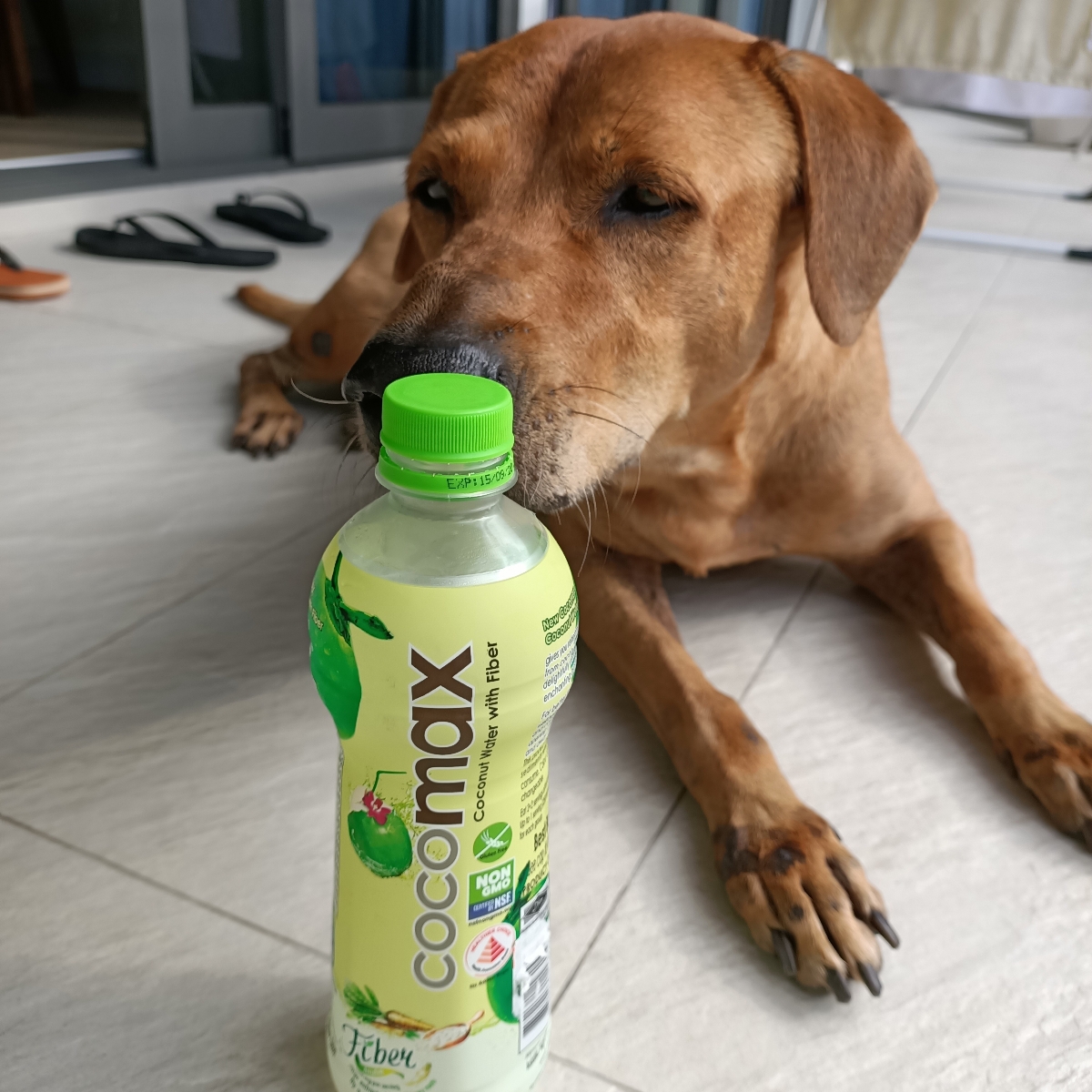 Coconut Water With Fibre from Cocomax - Vegan Product Reviews & Ratings ...