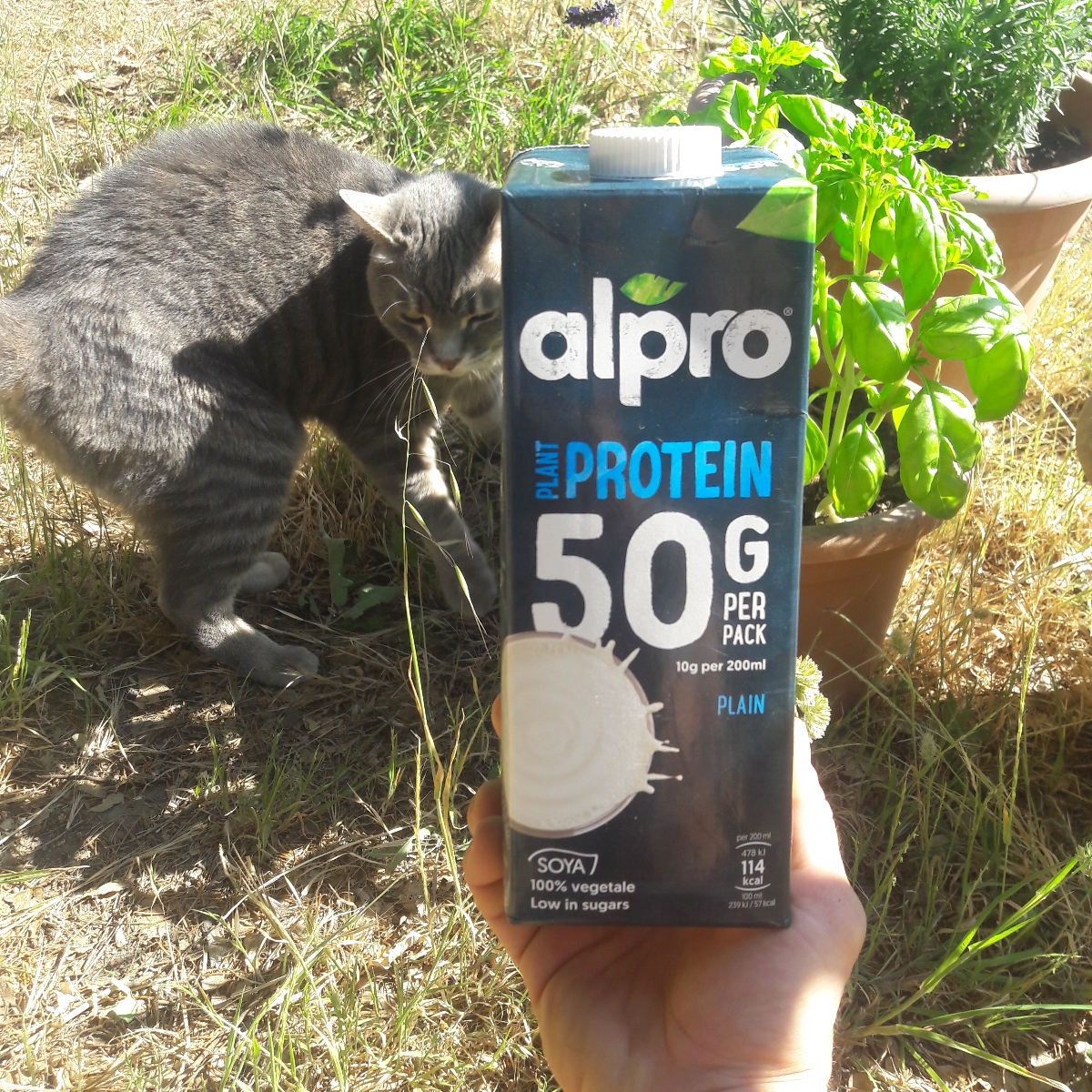 Alpro 50 Protein Plain from Alpro - Vegan Product Reviews & Ratings ...