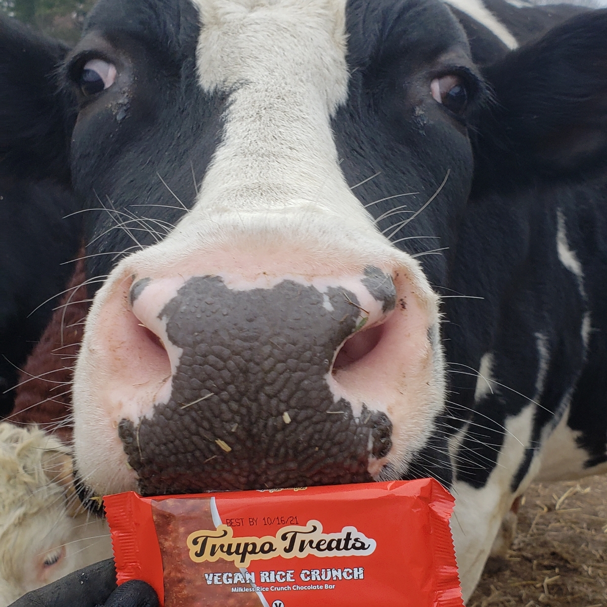 Vegan Rice Crunch Chocolate Bar from Trupo Treats - Vegan Product ...