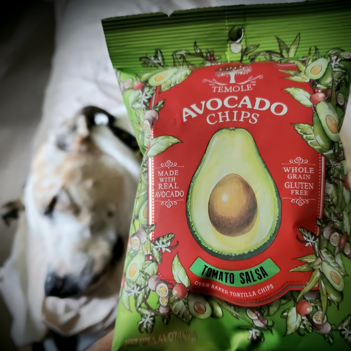 Avocado Chips - Tomato Salsa Flavour from Temole - Vegan Product ...