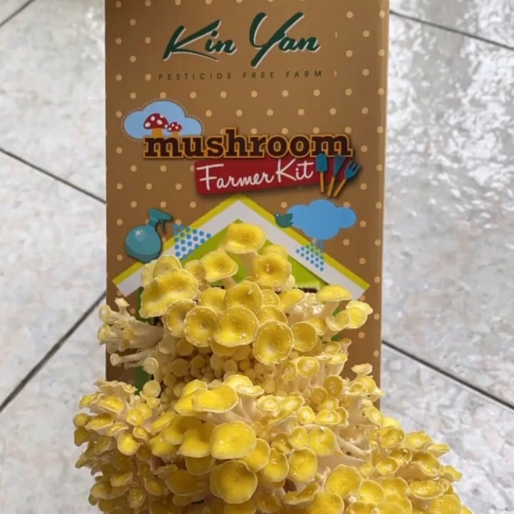 Kin Yan Mushroom growth kit Review | abillion