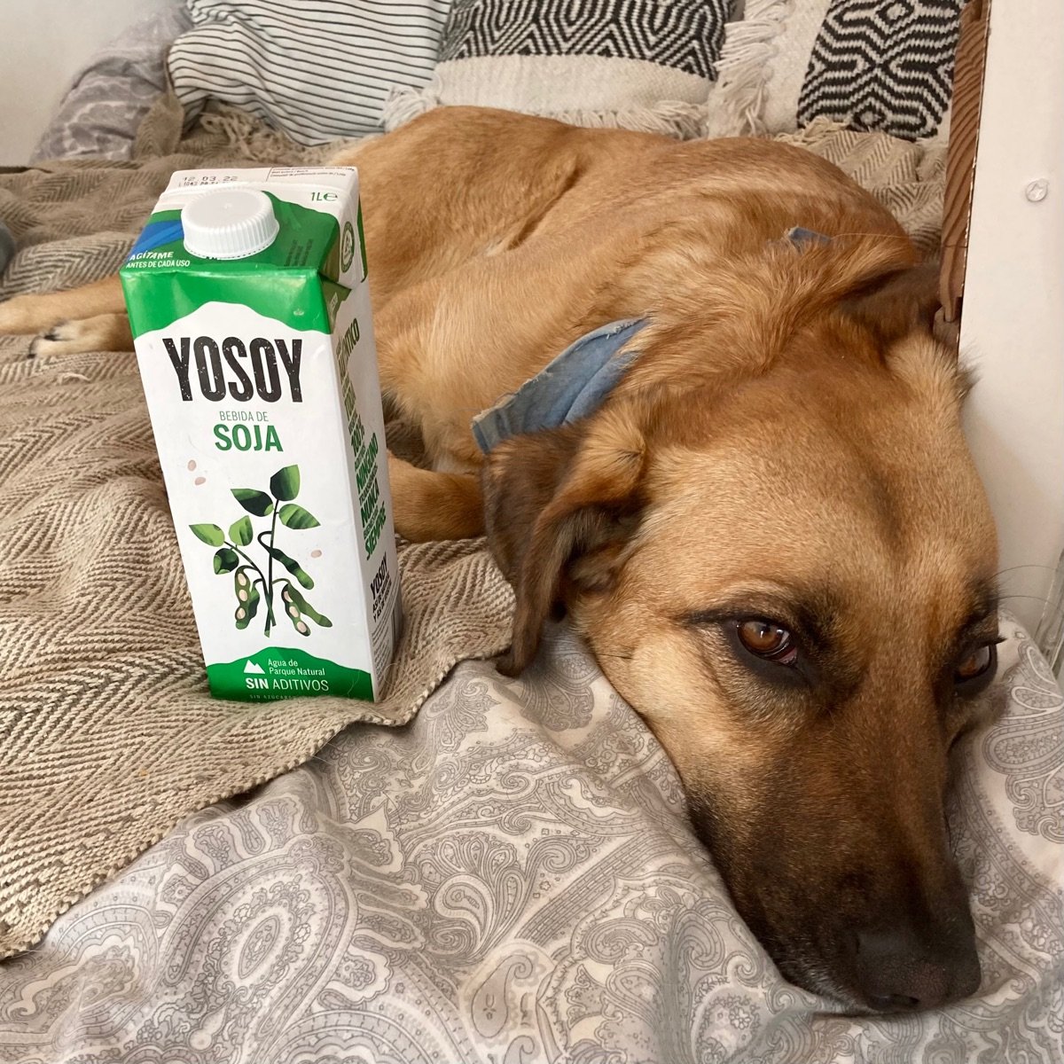 Bebida De Soja from Yosoy - Vegan Product Reviews & Ratings | abillion