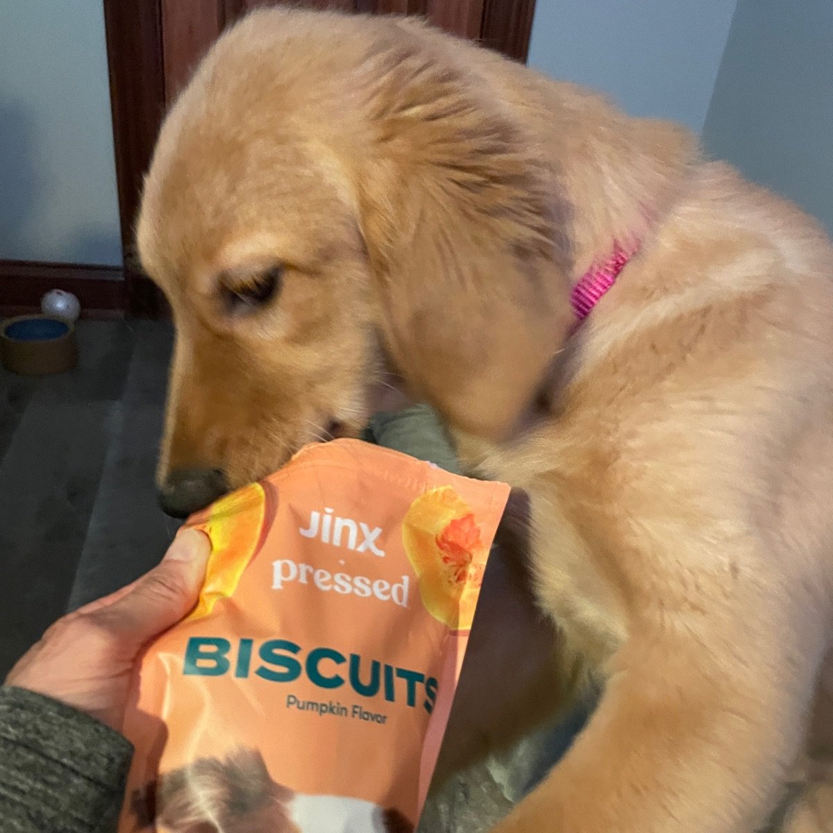 jinx - pumpkin flavor biscuits Review | abillion