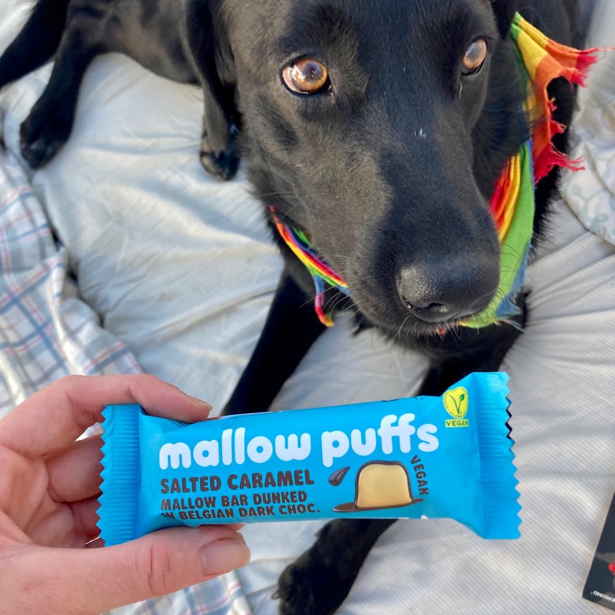 Salted Caramel Mallows Bar from Mallow puffs - Vegan Product Reviews ...