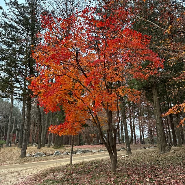 Nami Island Black tea Iced at Sonata Cafe - Review by @piggy-egg | abillion