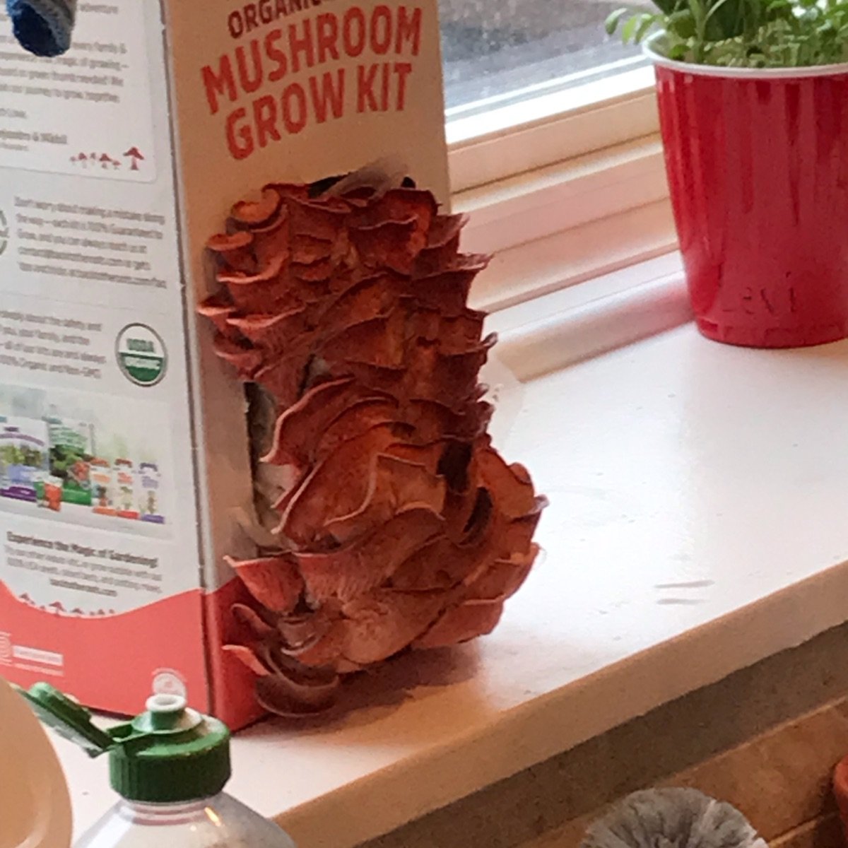 Organic mushroom mini grow kit from Back to the roots - Vegan Product ...