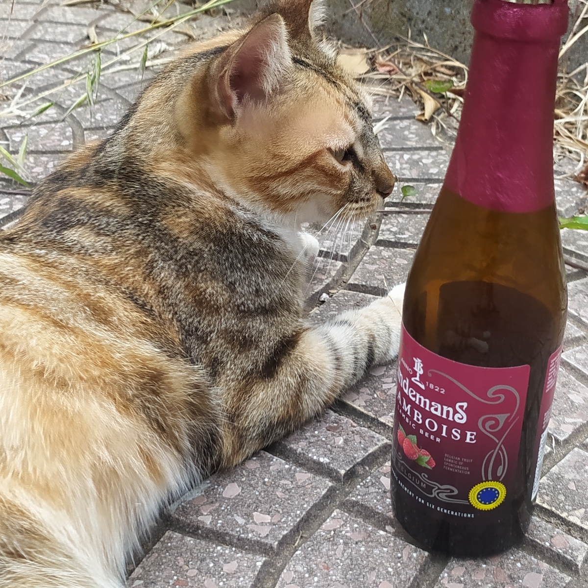 Framboise Lambic Beer from Lindemans - Vegan Product Reviews & Ratings ...