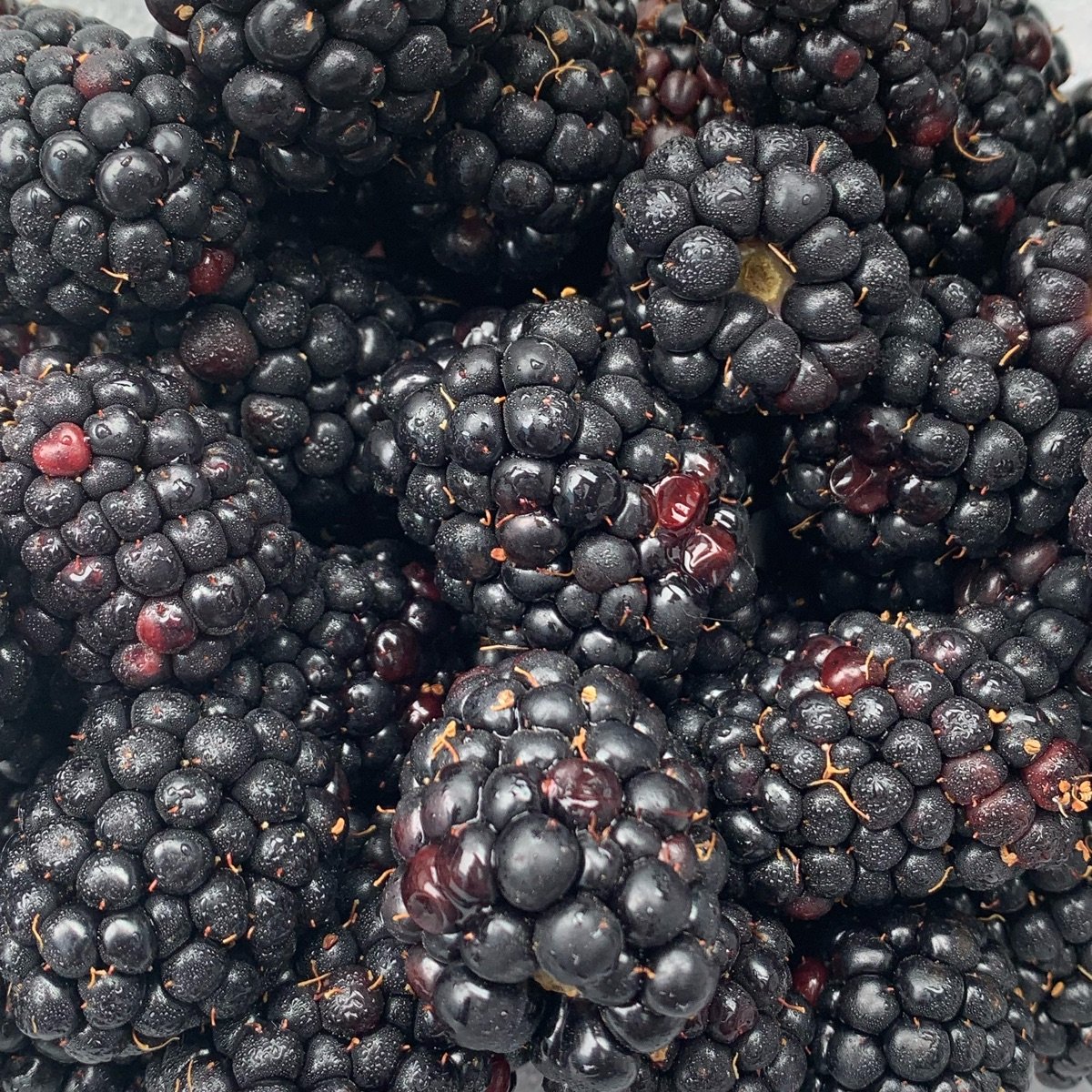 organic blackberries 22 oz from Driscoll’s - Vegan Product Reviews ...