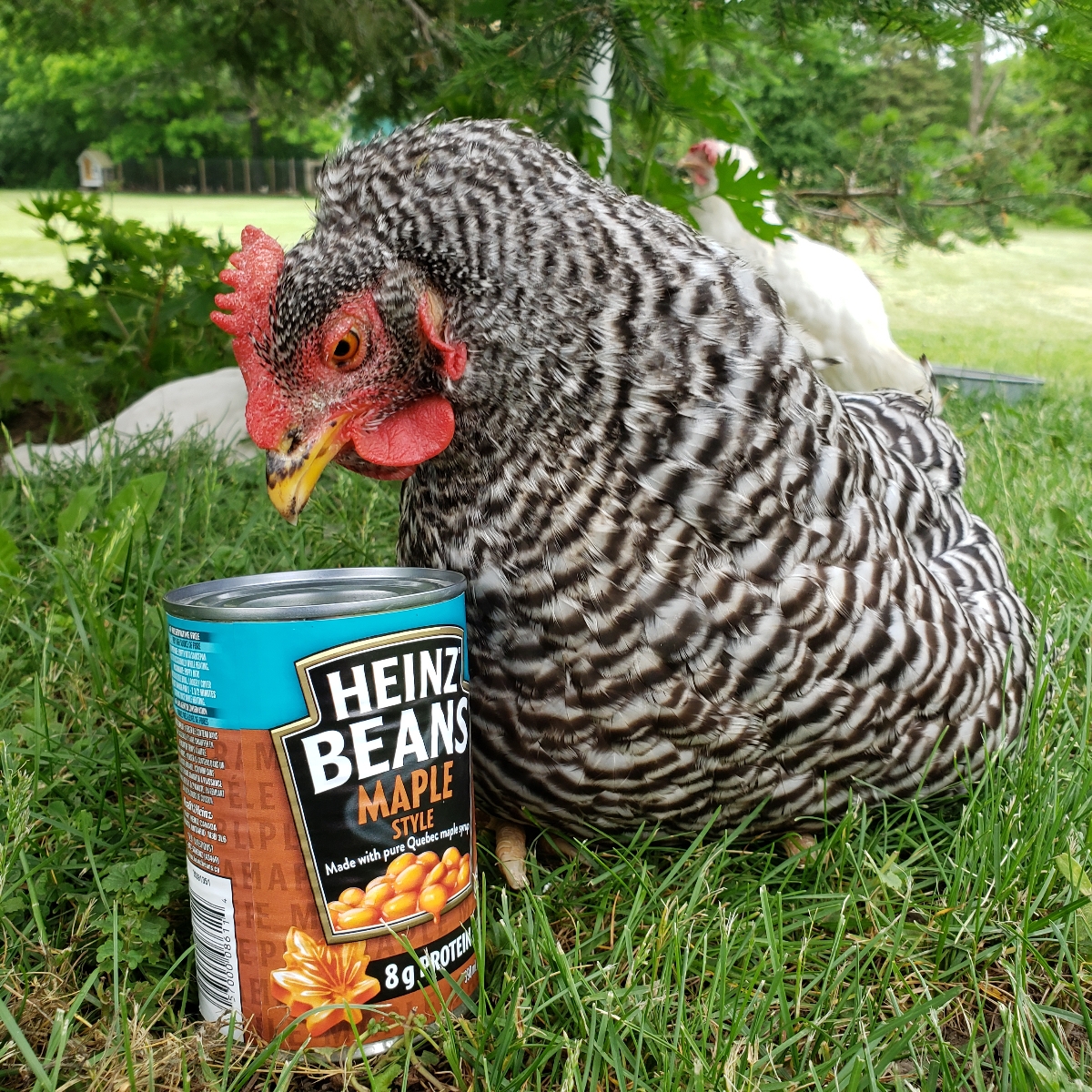 Maple Style Baked Beans from Heinz - Vegan Product Reviews & Ratings ...