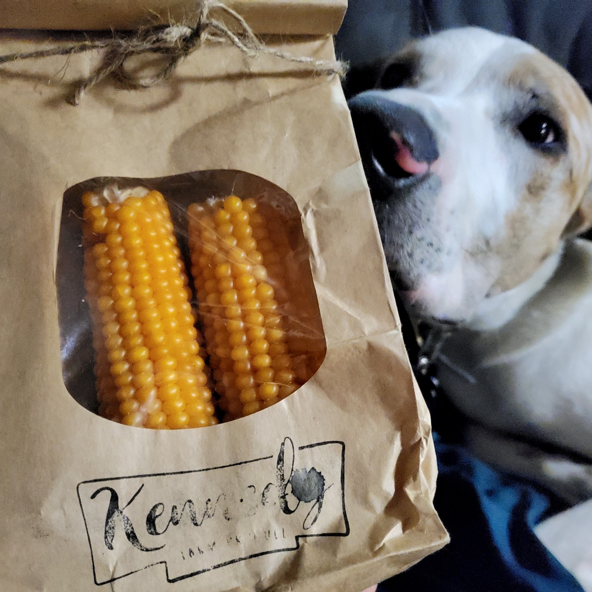 Mini popcorn on the cob from Kennedy Farm Produce - Vegan Product ...