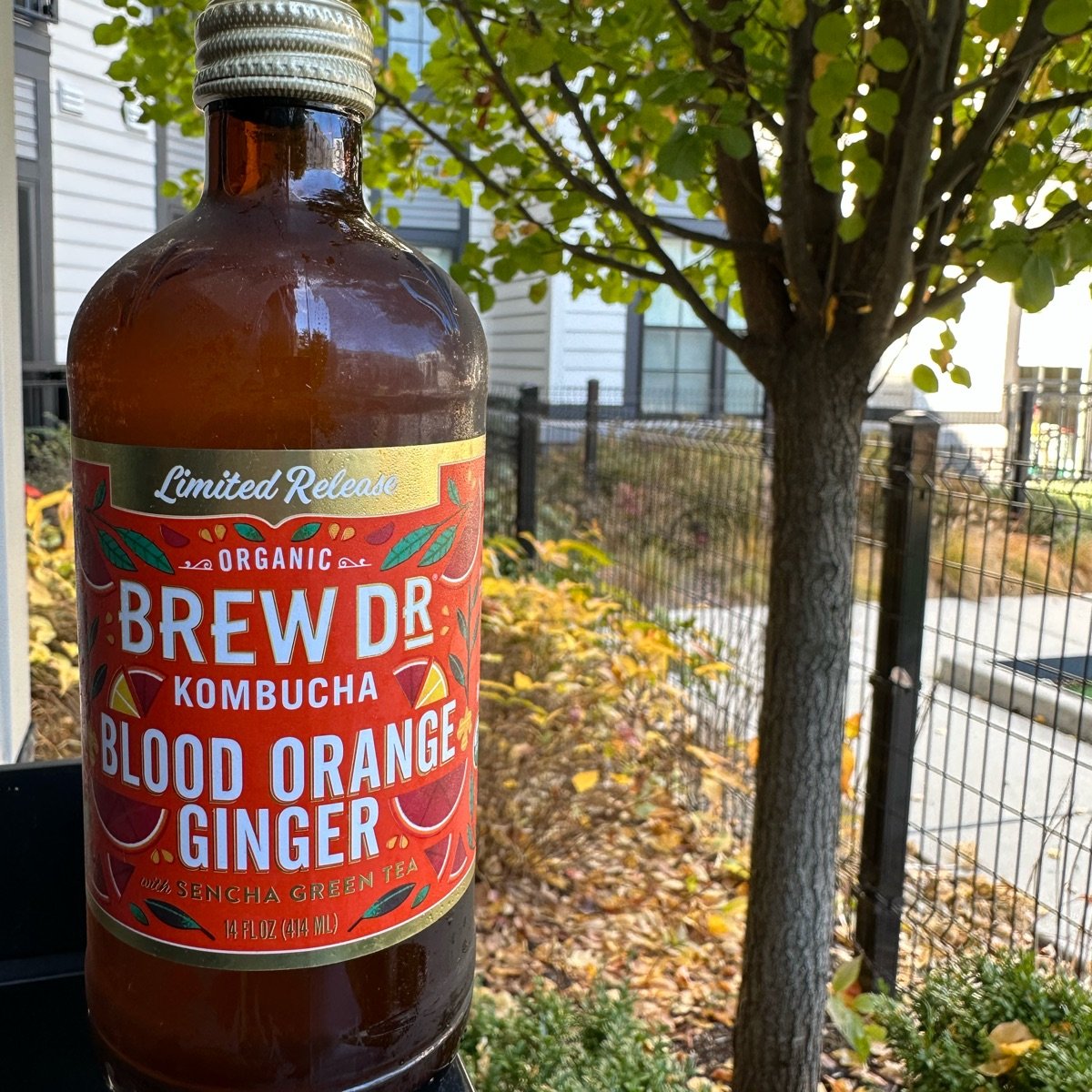 Limited Edition Blood Organge Ginger With Senha Green Tea from Brew Dr ...