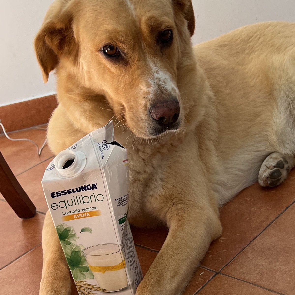Bevanda Vegetale Avena from Esselunga - Vegan Product Reviews & Ratings ...
