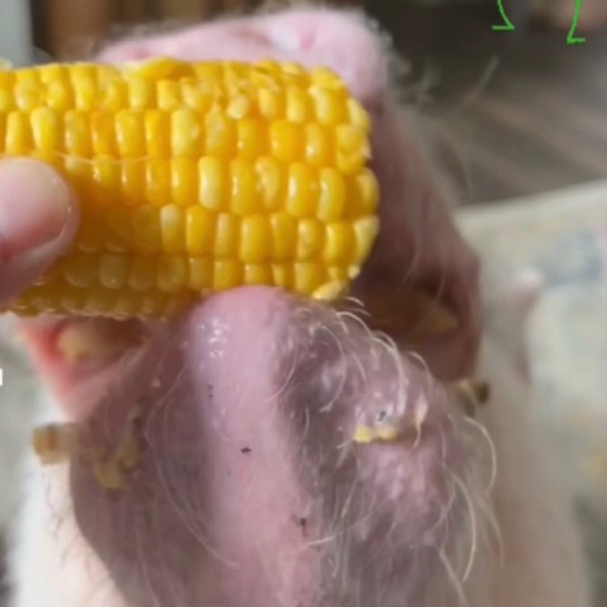 corn on the cob from Meijer - Vegan Product Reviews & Ratings | abillion