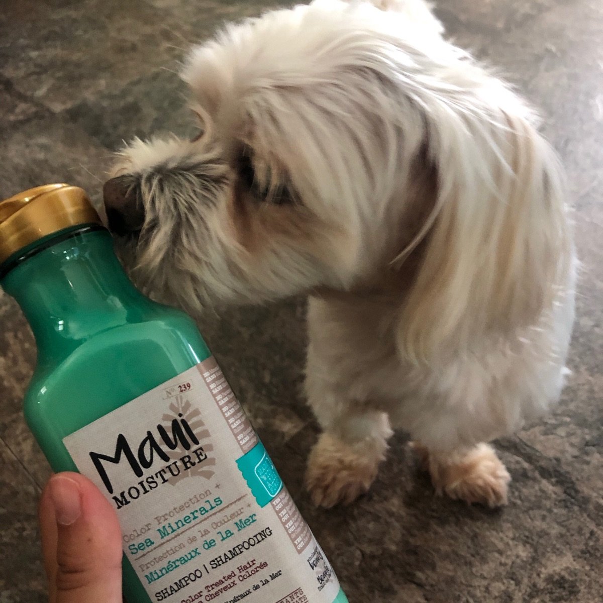 Color Protection Sea Minerals Shampoo from Maui Moisture - Vegan ...