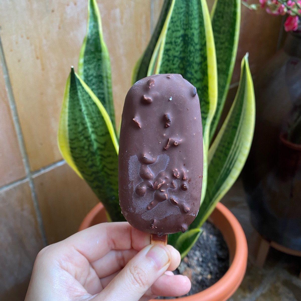 Acai Banana Selva Pops from Selva Foods - Vegan Product Reviews ...