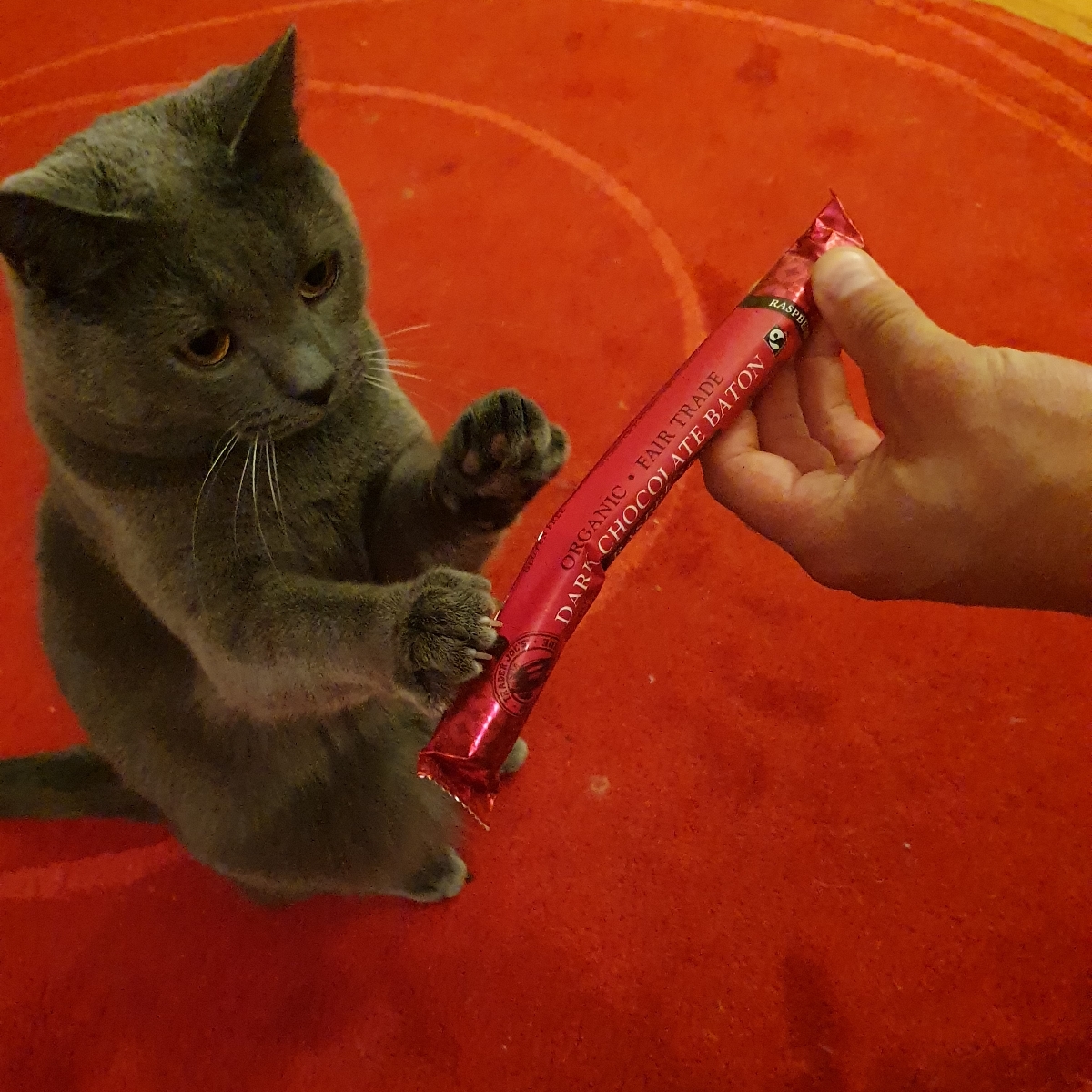 Dark Chocolate Raspberry Baton from Trader Joe's - Vegan Product Reviews & Ratings | abillion