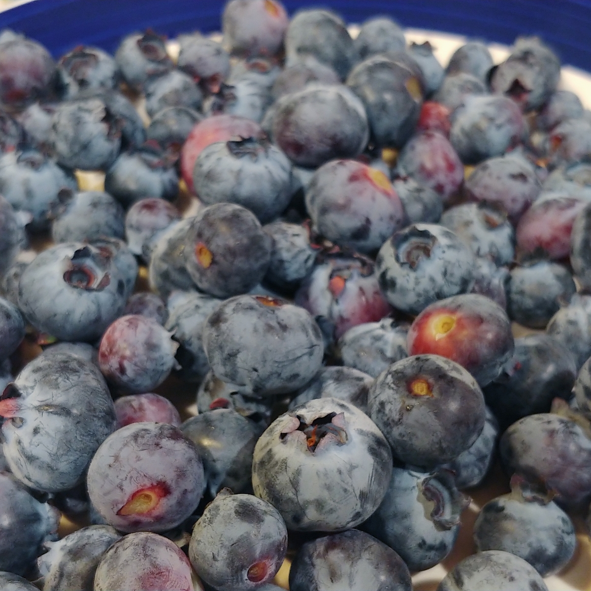 Driscoll’s Organic blueberries 评价 | abillion