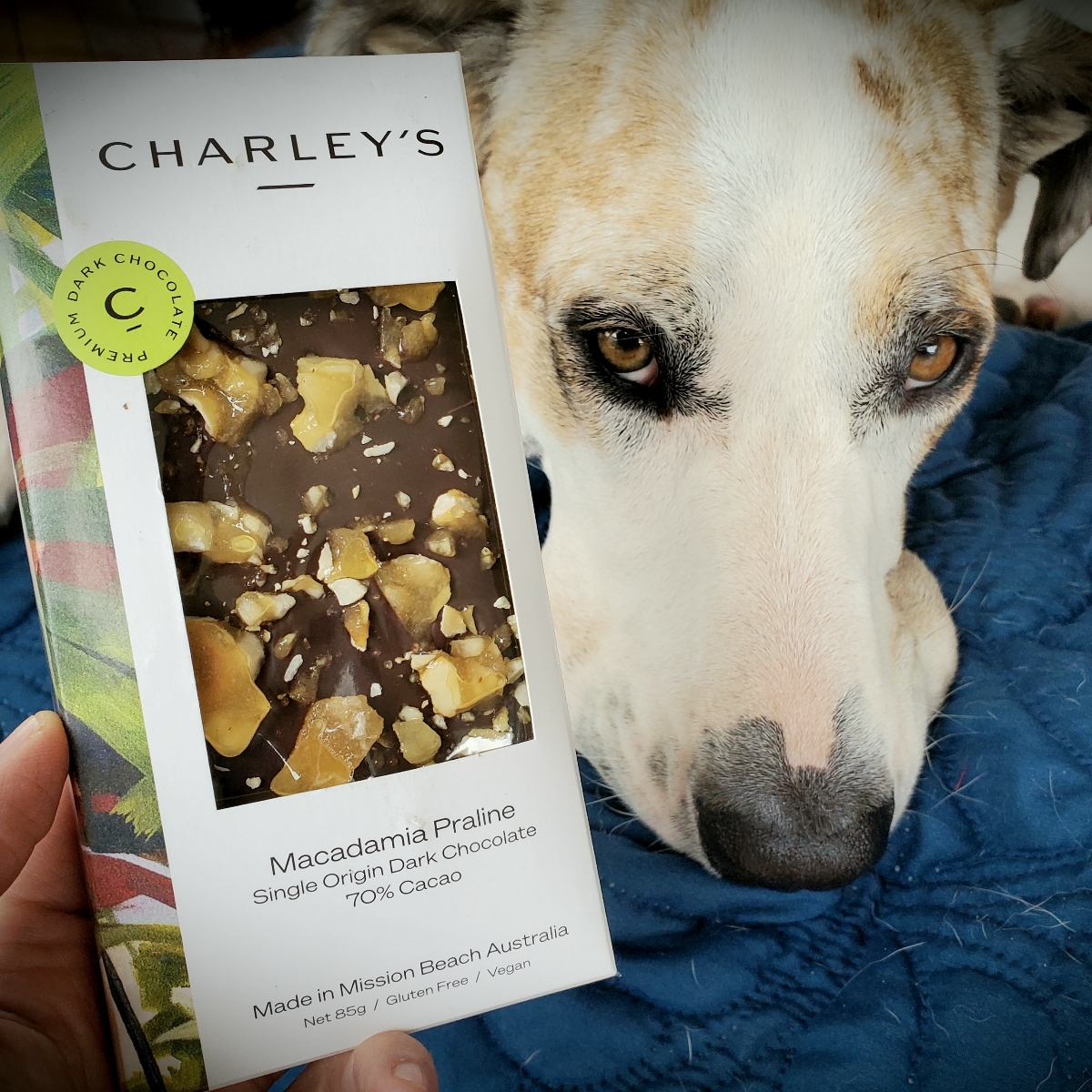 Macadamia Praline Dark Chocolate from charley's - Vegan Product Reviews ...