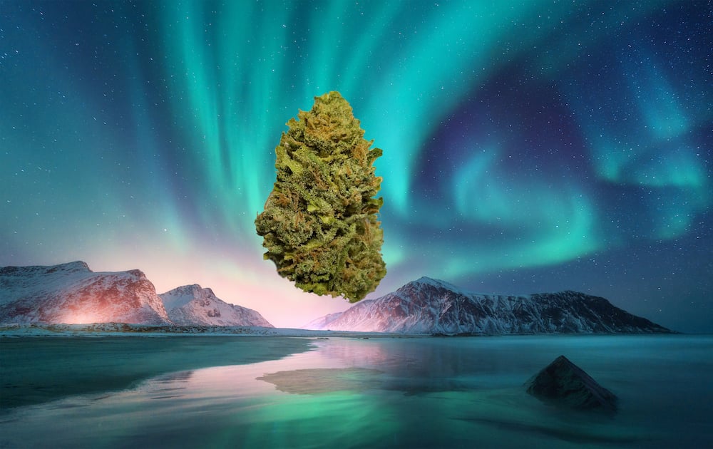 Say “Goodnight” With NL Nugs — Northern Lights Strain Review