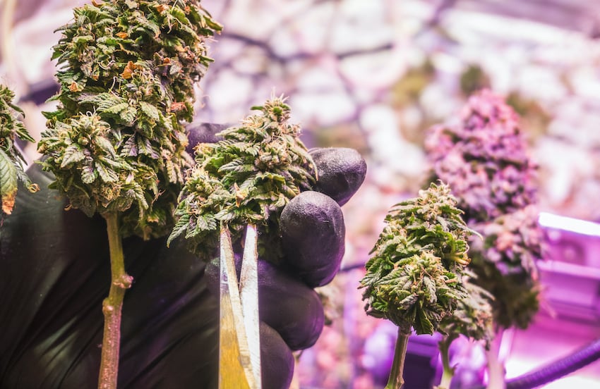 How Can You Tell Hemp Flower Is “Premium” – Cannaflower’s “CBD Flower ...