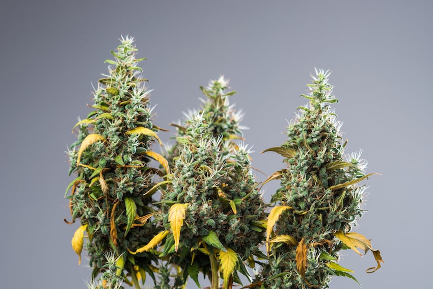 Freedom Fighter Flowers — A Review Of The Jack Herer Strain