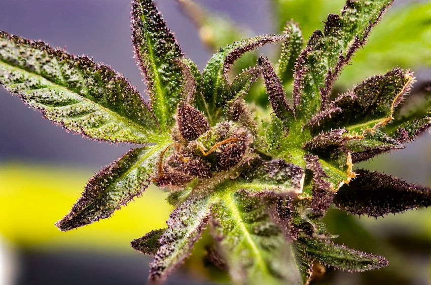 Durban Poison Strain Review