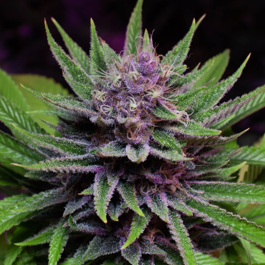 Chemdawg Cannabis Strain Review