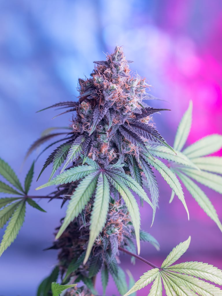 Valley Girl Ganja — SFV OG Strain Review