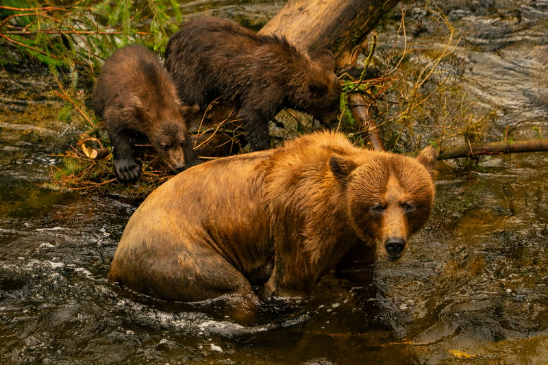Friends of Anan - Alaska Bear Conservation
