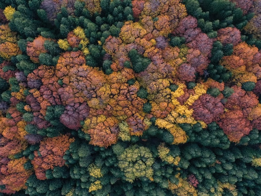 Uludağ’da Sonbahar Büyüsü: Renk Cümbüşüne Dönüşen Doğa Drone Kamerasına ...