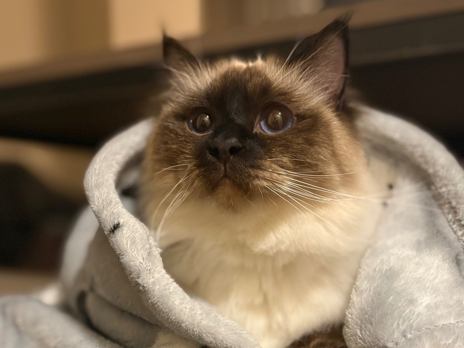 Cagnotte : Un don pour réparer la patte de Théodore 🐾 | Leetchi