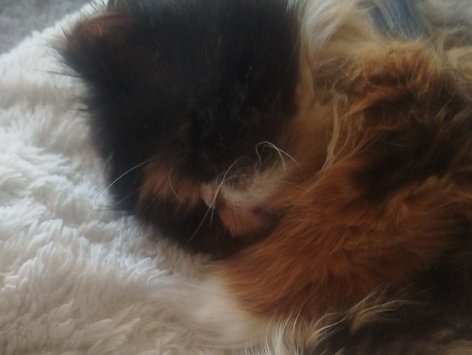 Cagnotte : Nouveau petit chat pour ma maman après la perte de notre ...