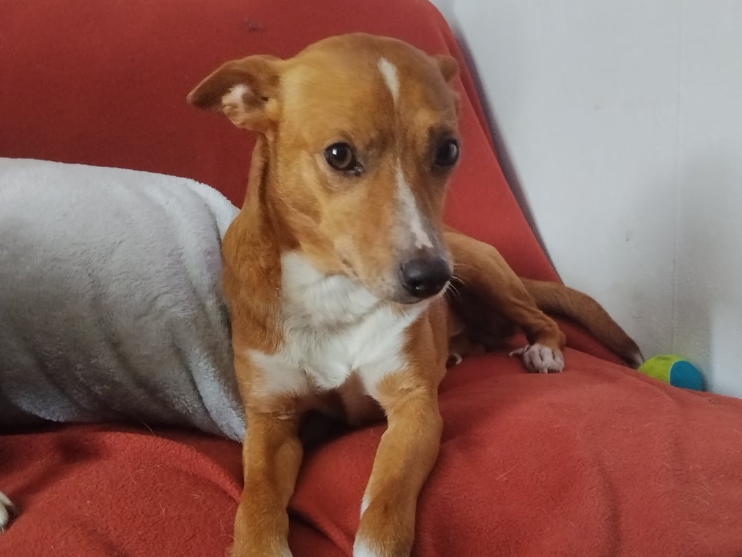 Cagnotte : Une aide pour mon chien Rajga | Leetchi