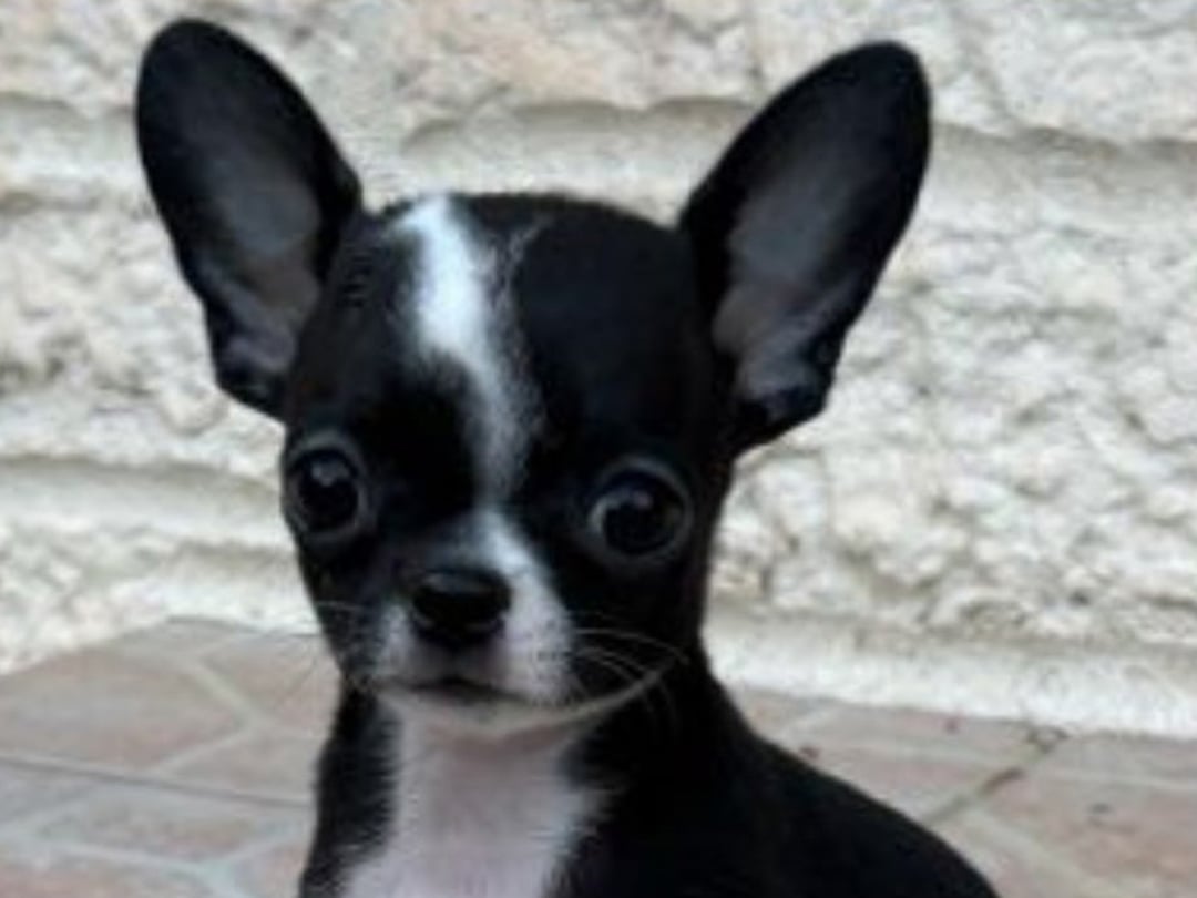 Cagnotte : 🎉🐶 Une belle surprise pour l'anniversaire de notre maman ️ ...