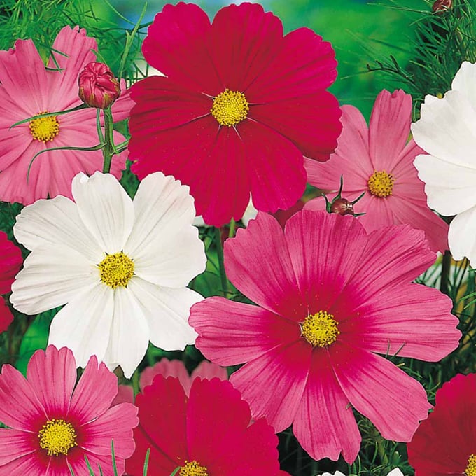 Sensation Tall Mix Cosmos Seeds UK