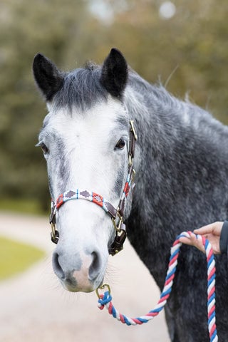 How to Lunge a Horse - Rydale