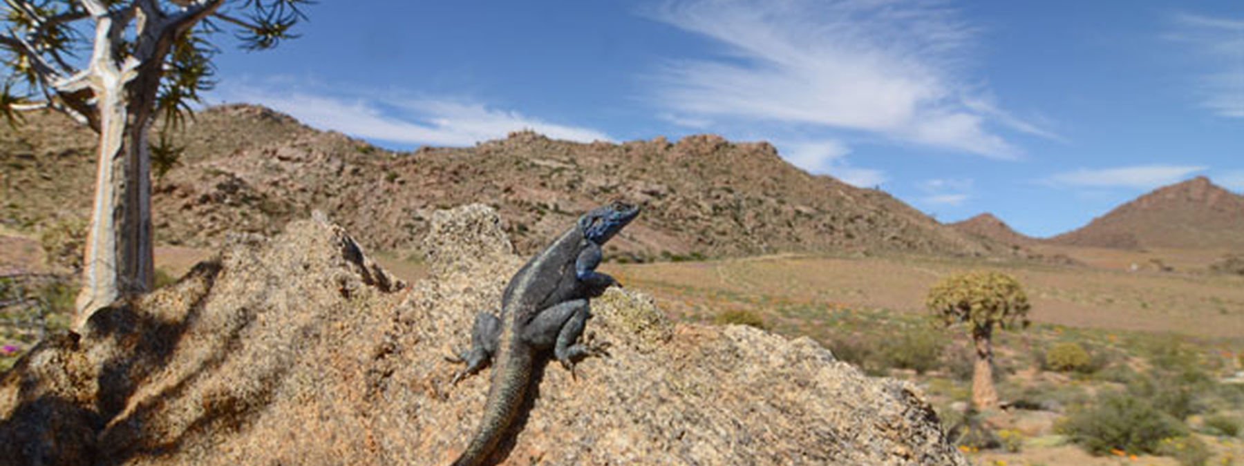 SPRINGBOK | Northern Cape South Africa
