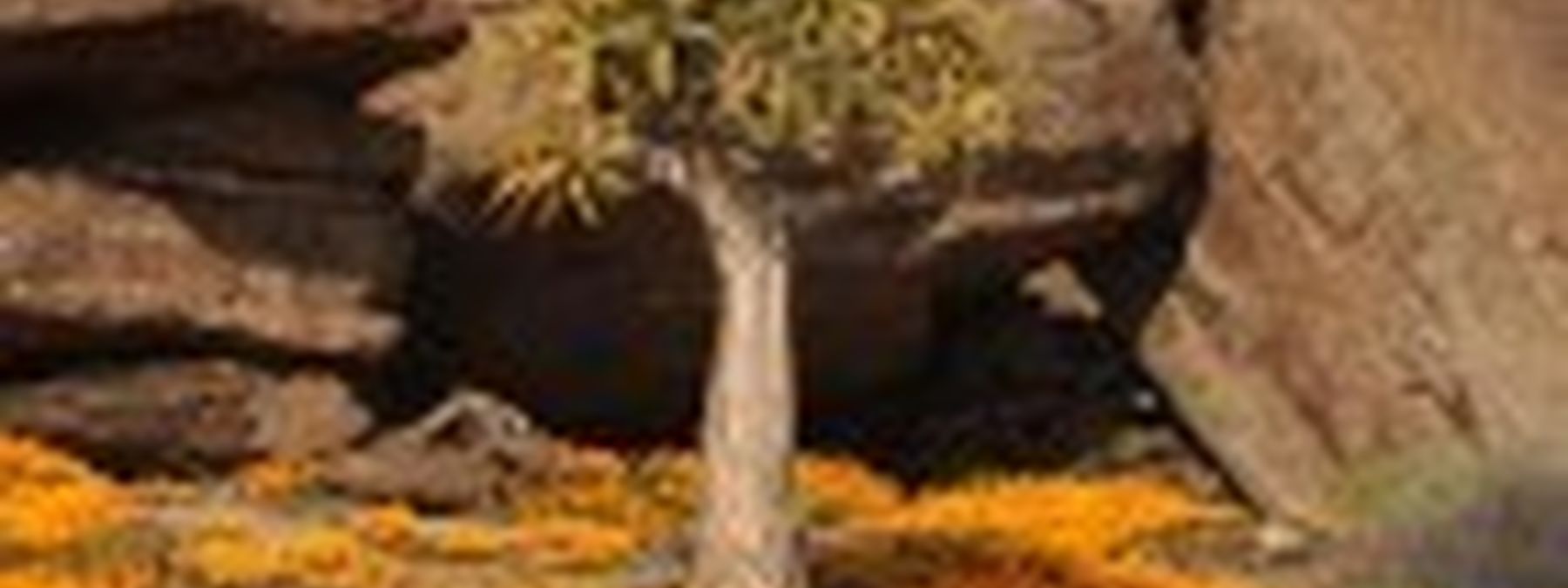 VAN ZYLSRUS | Northern Cape South Africa