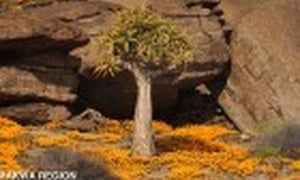 NAMAKWA REGION | Northern Cape South Africa