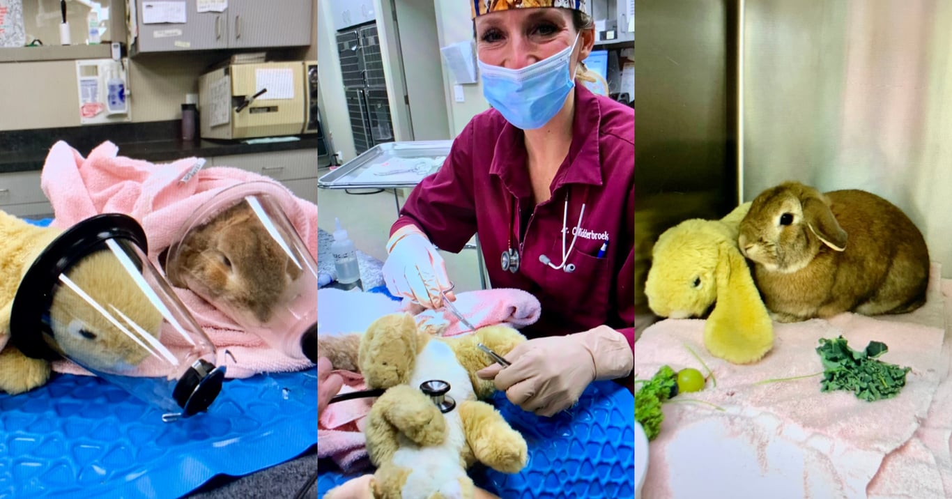 Kelowna vet goes above and beyond during bunny’s neuter surgery