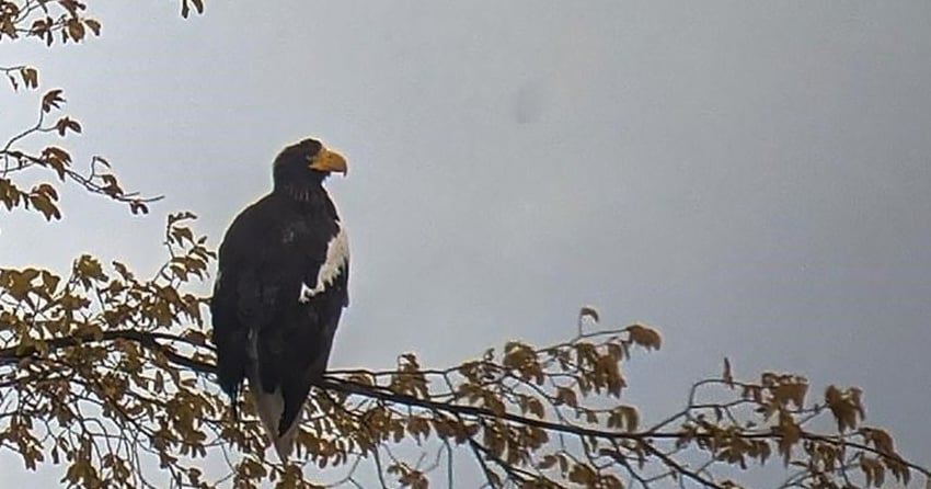 Rare eagle sighting in Canada like palm tree in the tundra, expert says