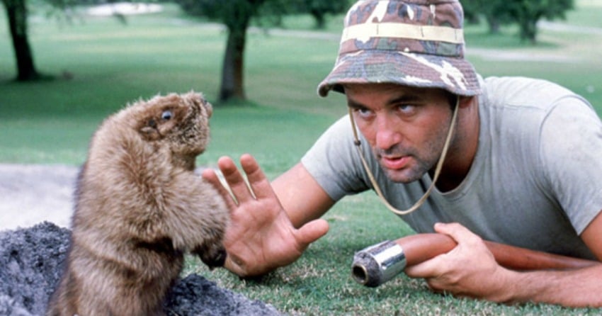 VIDEO: Groundhog bites CBC journalist during escape attempt
