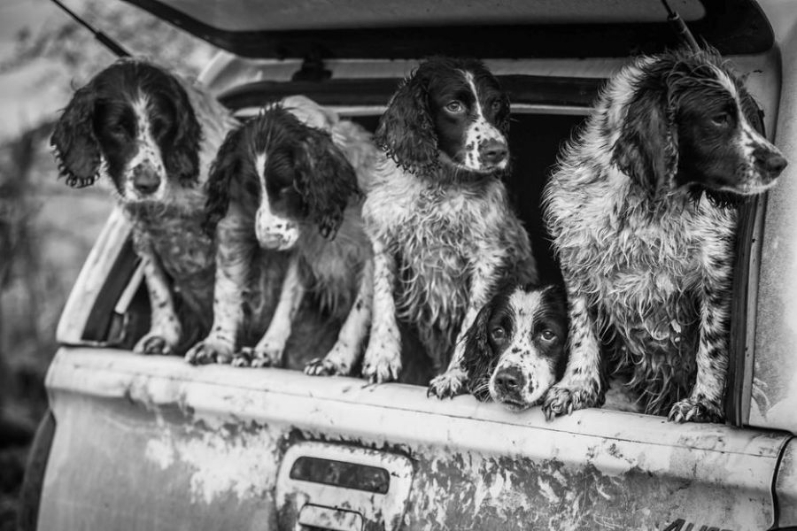 34 photos that earned honours in the Dog Photographer of the Year ...